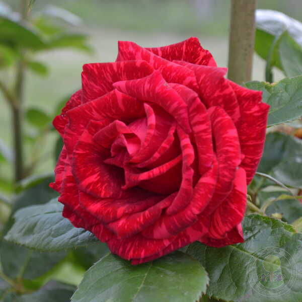 Red Intuition Rose Seedlings Flower Seeds Perennial Growing Bonsai ...