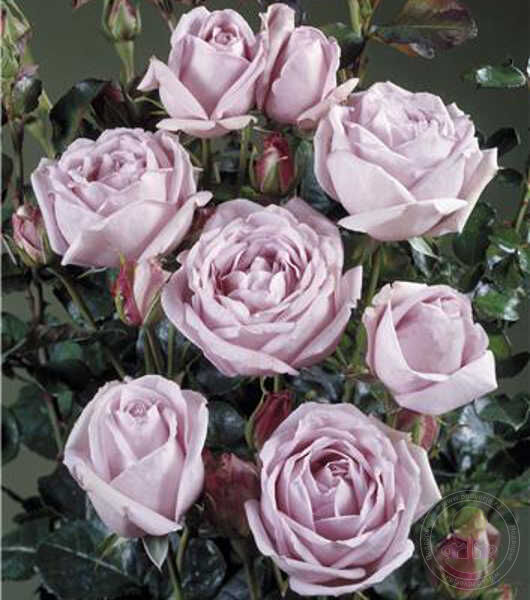 Sandra Renaissance Rose Seedlings Flower Seeds Perennial Growing Bonsai ...