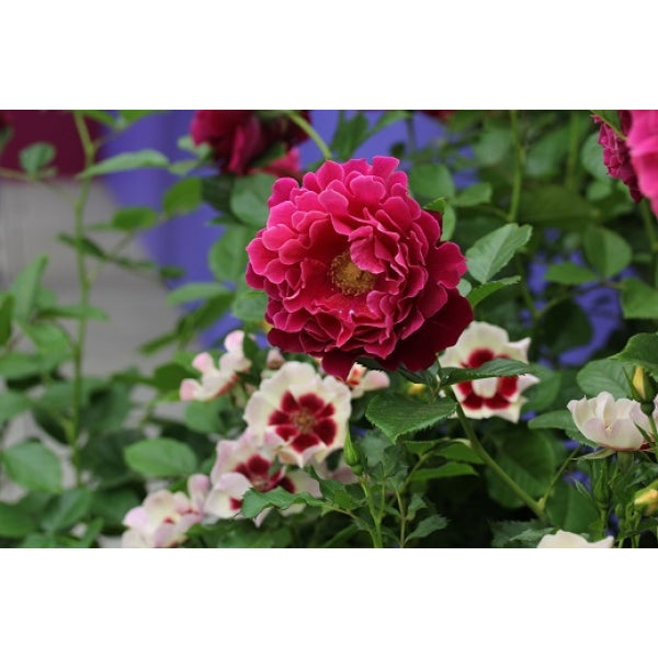 Ruffles Rose Seedlings Flower Seeds Perennial Growing Bonsai Corms ...