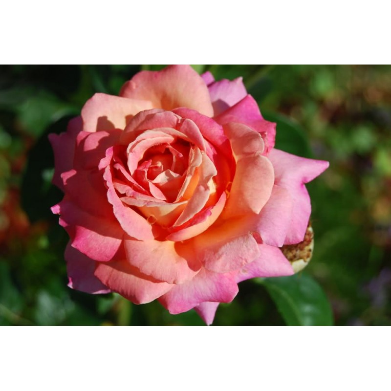 Pink Climbing Rose Seedlings Flower Seeds Perennial Growing Bonsai ...