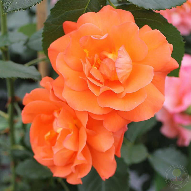 Westerland Rose Seedlings Flower Seeds Perennial Growing Bonsai Corms ...