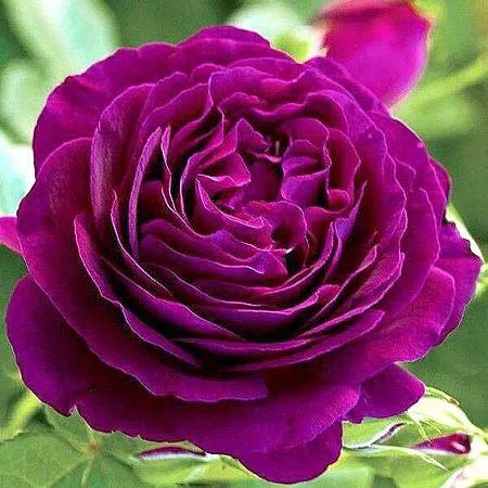 Twilight Zone Rose Seedlings Flower Seeds Perennial Growing Bonsai ...