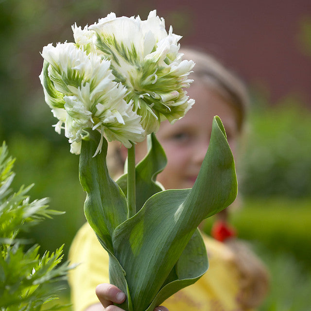 New Parrot Tulip Collection Bulbs Blooms Species Growing Bonsai Roots Rhizomes Corms Tubers ...