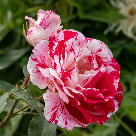 Scentimental Rose Seedlings Flower Seeds Perennial Growing Bonsai Corms ...