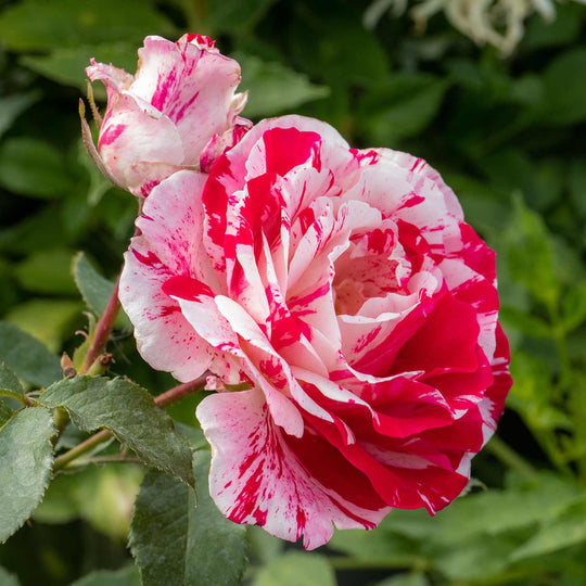 Scentimental Rose Seedlings Flower Seeds Perennial Growing Bonsai Corms ...