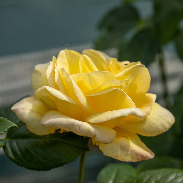 Arthur Bell Rose Seedlings Flower Seeds Perennial Growing Bonsai Corms ...