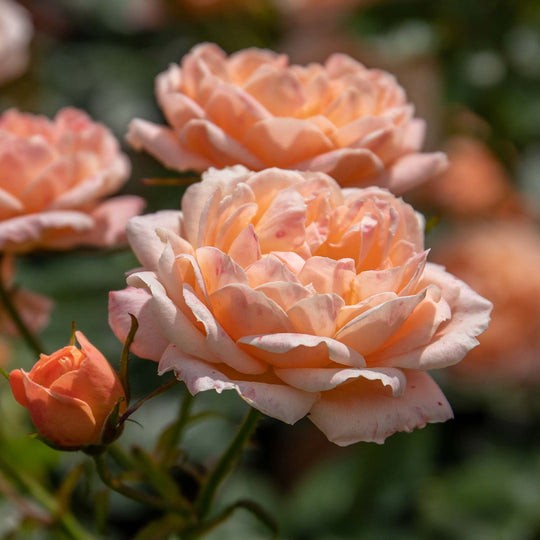 Sweet Dream Rose Seedlings Flower Seeds Perennial Growing Bonsai Corms ...