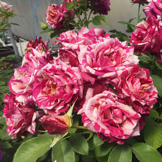 Ancona Rose Seedlings Flower Seeds Perennial Growing Bonsai Corms ...
