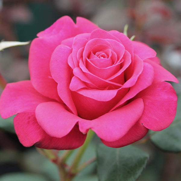 Charisma Rose Seedlings Flower Seeds Perennial Growing Bonsai Corms ...