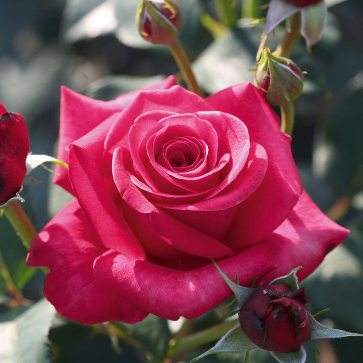 Charisma Rose Seedlings Flower Seeds Perennial Growing Bonsai Corms ...