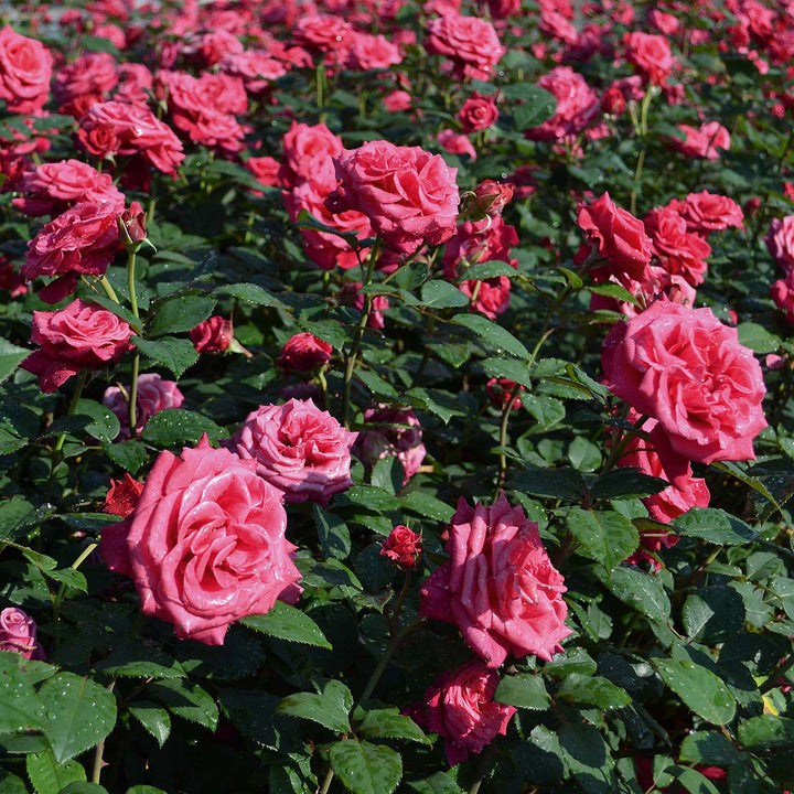 Charisma Rose Seedlings Flower Seeds Perennial Growing Bonsai Corms ...