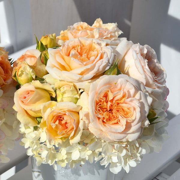 Timeless Cream Rose Seedlings Flower Seeds Perennial Growing Bonsai ...