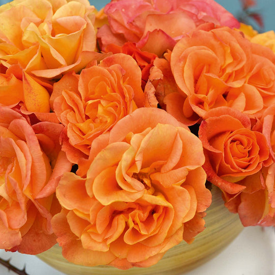 Precious Amber Rose Seedlings Flower Seeds Perennial Growing Bonsai ...