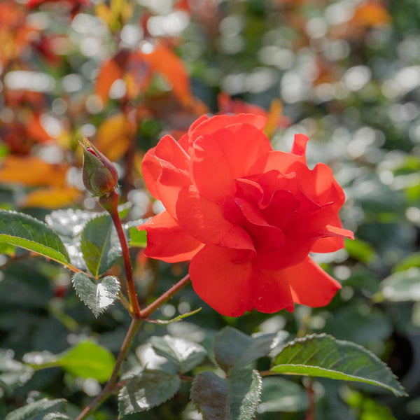 Precious Love Rose Seedlings Flower Seeds Perennial Growing Bonsai ...