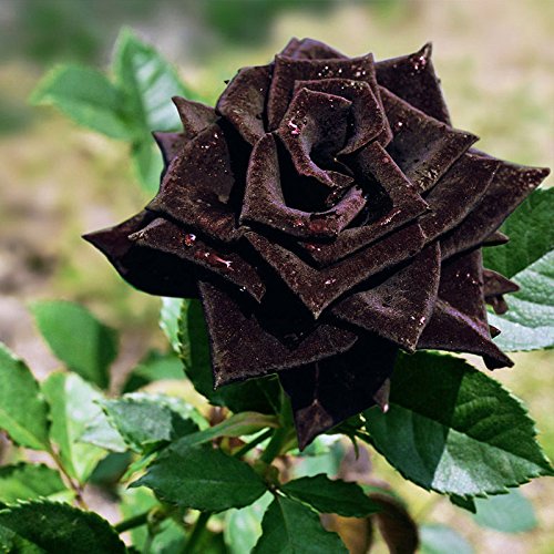 Black Rose Seedlings Flower Seeds Perennial Growing Bonsai Corms Tubers ...