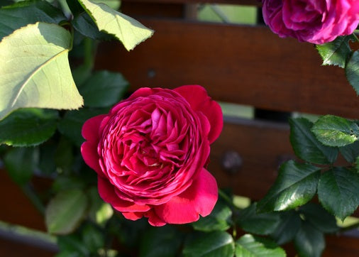 Salma Rose Seedlings Flower Seeds Perennial Growing Bonsai Corms Tubers ...