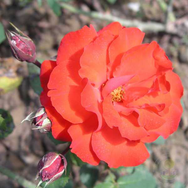 Satchmo Rose Seedlings Flower Seeds Perennial Growing Bonsai Corms ...