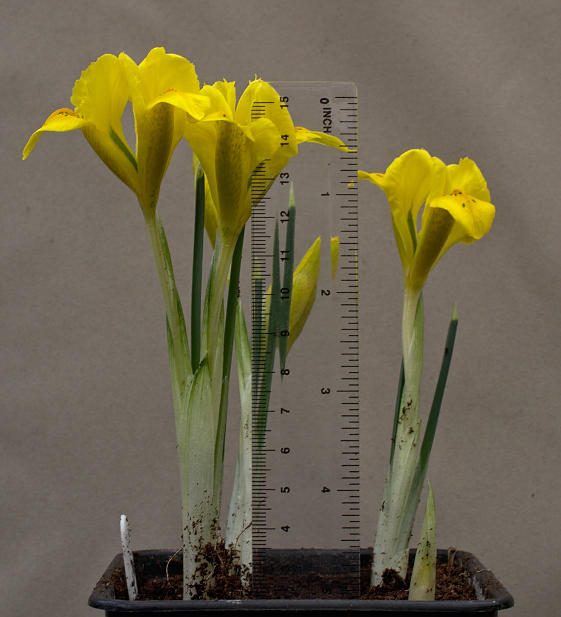 Reticulata Irises Iris Reticulata Var Bakeriana Bearded Iris Species ...