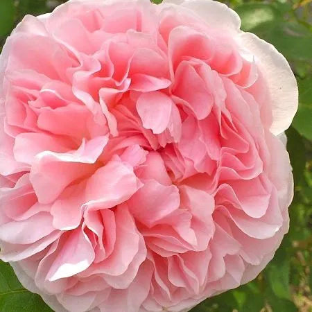 Eglantine Rose Seedlings Flower Seeds Perennial Growing Bonsai Corms ...