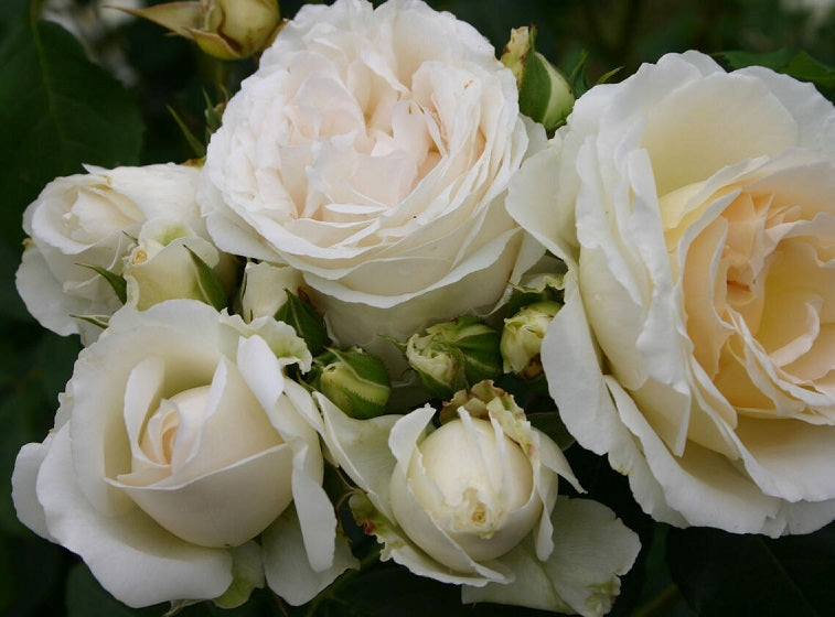 Kosmos Rose Seedlings Flower Seeds Perennial Growing Bonsai Corms ...
