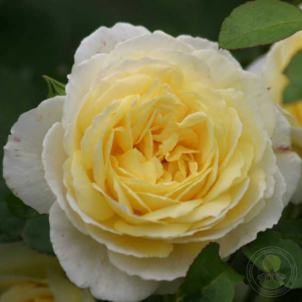 Jean robie robie flery Rose Plant Seedlings Flower Seeds Perennial ...