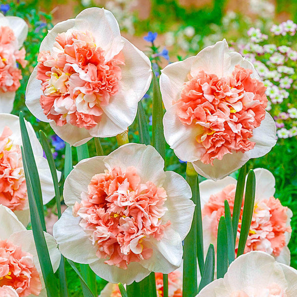 Fire Drill Daffodil Narcissus Bulbs Blooms Species Growing Bonsai Roots ...