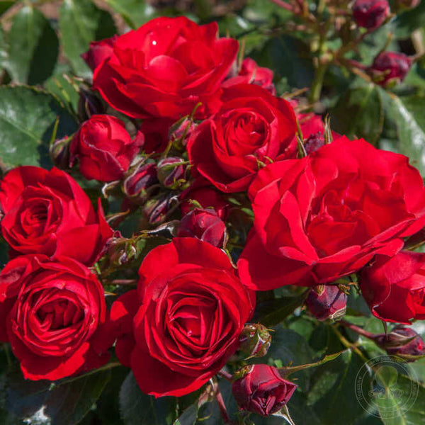 Bright Meilove Rose Seedlings Flower Seeds Perennial Growing Bonsai ...