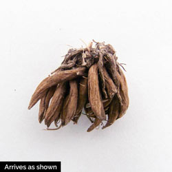 Pauline Violet Ranunculus Corms Bulbs Persian Buttercup Growing Bonsai ...