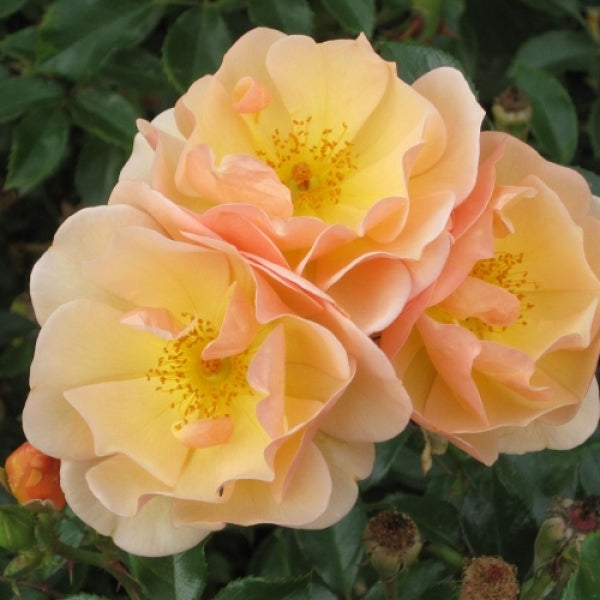 Amber Sun Rose Seedlings Flower Seeds Perennial Growing Bonsai Corms ...