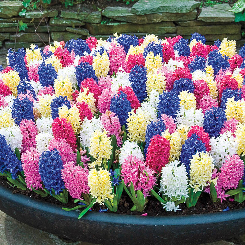 Giant Hyacinth Mixture Bulbs Blooms Species Growing Bonsai Roots ...