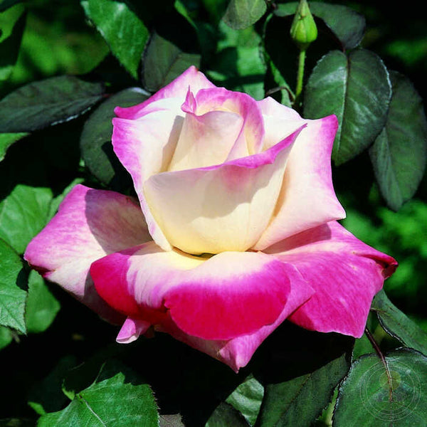 Colombina Rose Seedlings Flower Seeds Perennial Growing Bonsai Corms ...
