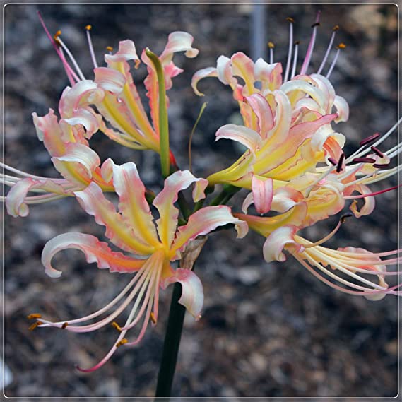Beautiful Lycoris Spider Lilies Bulbs Radiata Hurricane Lily Cluster ...