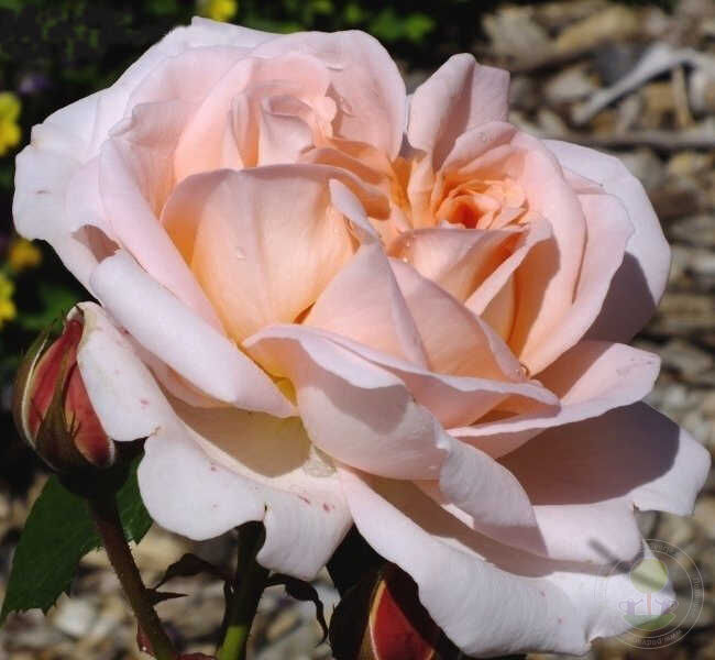 Claire Renaissance Rose Plant Seedlings Flower Seeds Perennial Growing ...