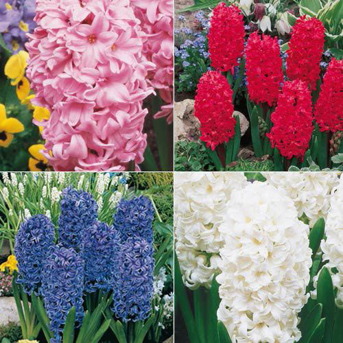 Giant Hyacinth Collection Bulbs Blooms Species Growing Bonsai Roots ...