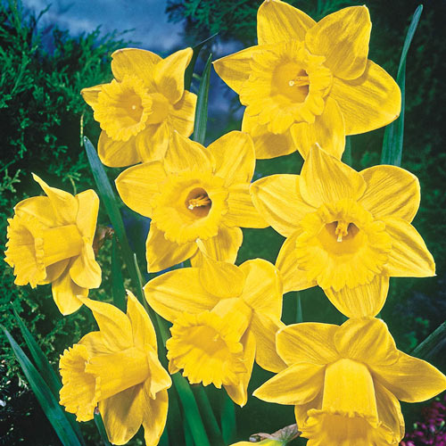 Narcissus Yellow Trumpet Daffodil Super Sak Bulbs Blooms Species ...