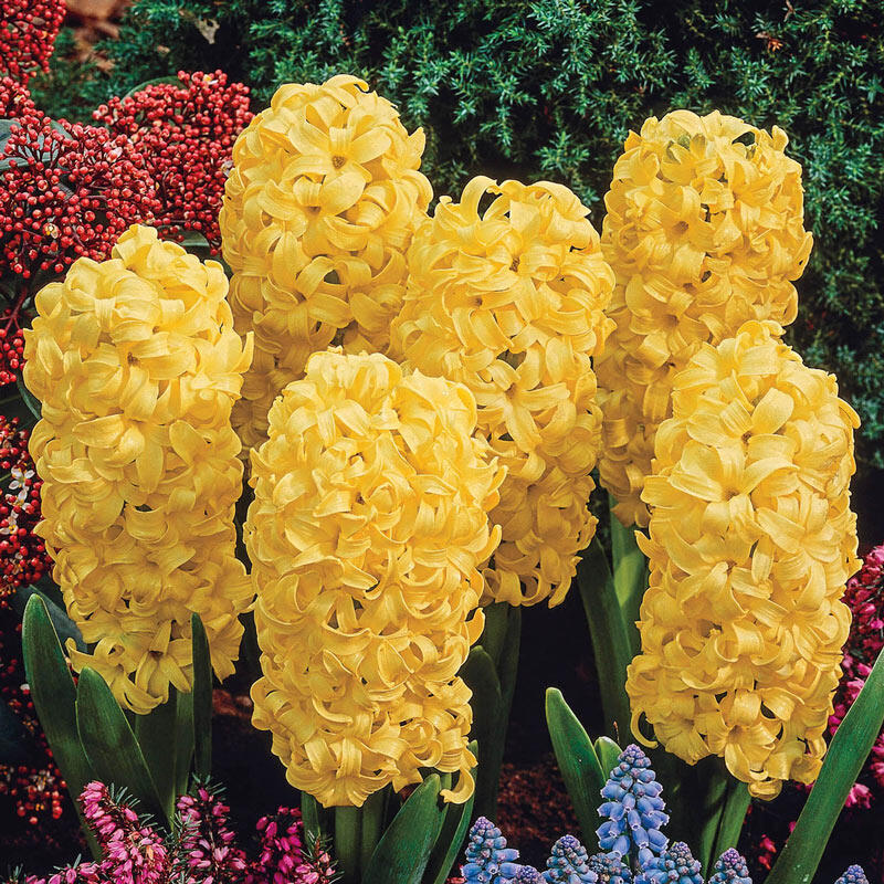 City of Haarlem Hyacinth Bulbs Blooms Species Growing Bonsai Roots ...