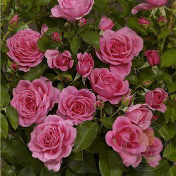 Lea Renaissance Rose Seedlings Flower Seeds Perennial Growing Bonsai ...