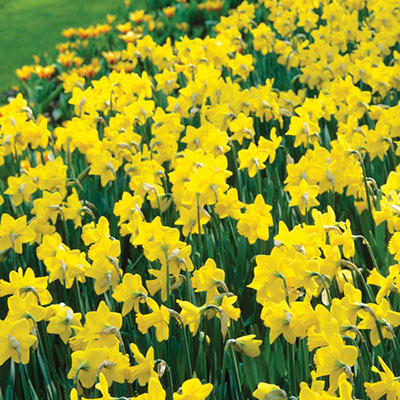 Giant Yellow Daffodils for Naturalizing Narcissus Bulbs Blooms Species ...
