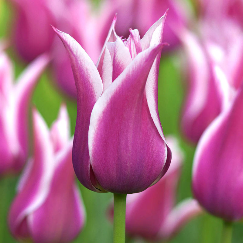 Ballade Tulip Bulbs Blooms Species Growing Bonsai Roots Rhizomes Corms Tubers Potted Planting ...