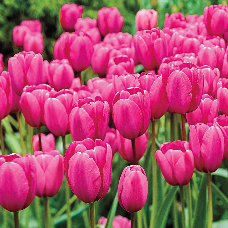 Pink Impression Tulip Bulbs Blooms Species Growing Bonsai Roots Rhizomes Corms Tubers Potted ...