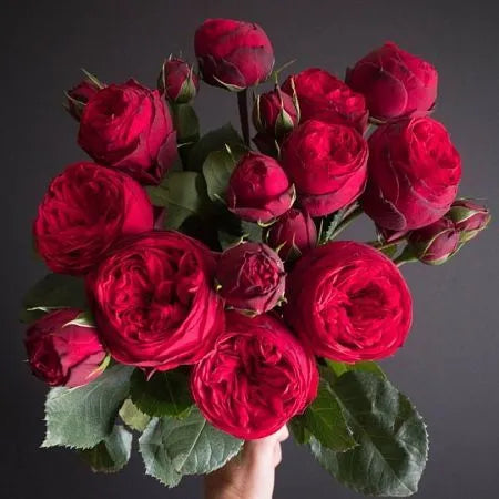 Red Piano Rose Seedlings Flower Seeds Perennial Growing Bonsai Corms ...