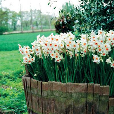Tazetta Daffodil Geranium Narcissus Bulbs Blooms Species Growing Bonsai ...