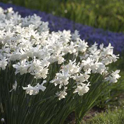 Fragrant Daffodil Thalia Narcissus Bulbs Blooms Species Growing Bonsai ...