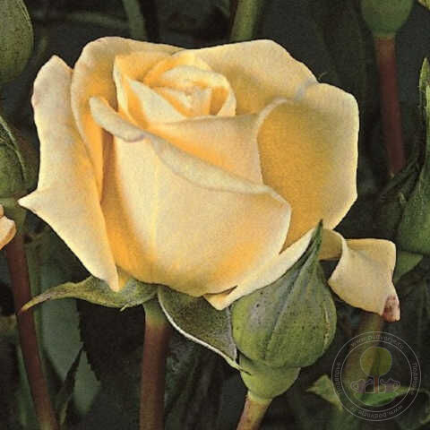 Juwena Rose Seedlings Flower Seeds Perennial Growing Bonsai Corms ...
