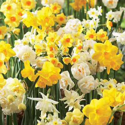 Fragrant Jonquils Daffodil Narcissus Bulbs Blooms Species Growing ...