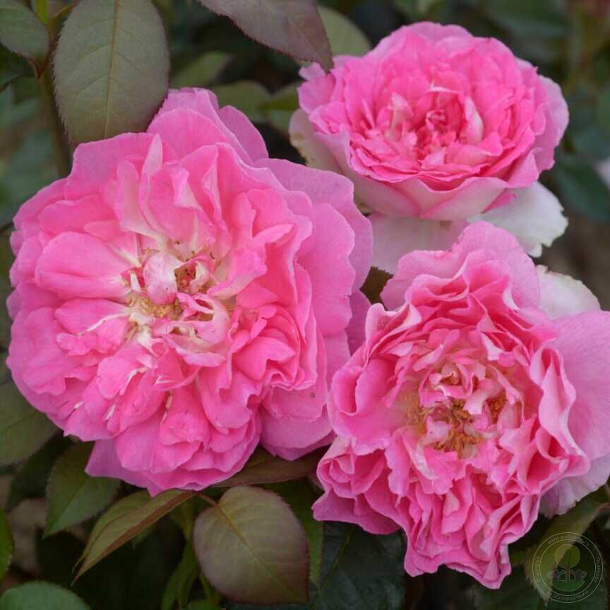 Borneo odore Rose Seedlings Flower Seeds Perennial Growing Bonsai Corms ...