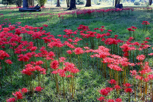 Lycoris Radiata Heirloom Red Spider Lily Bulbs Hurricane Cluster ...