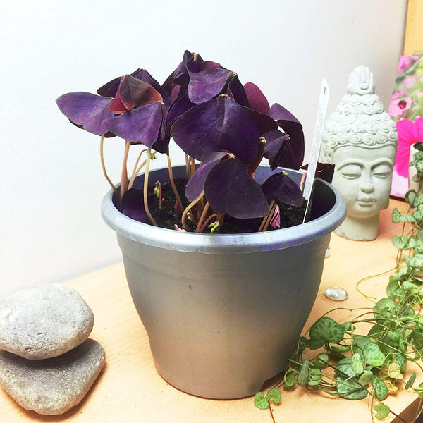 Oxalis Edible Purple Wood Sorrel Shamrock Perennial Growing Bonsai ...
