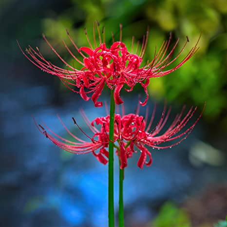 Healthy Red Lycoris Spider Lilies Bulbs Radiata Hurricane Lily Cluster ...