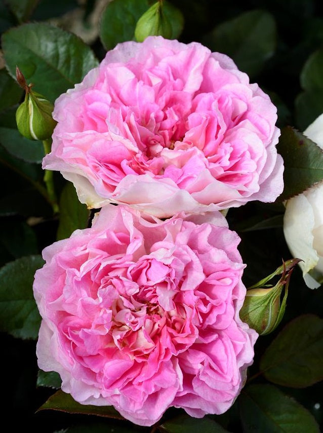 Borneo Odore Rose Seedlings Flower Seeds Perennial Growing Bonsai Corms ...